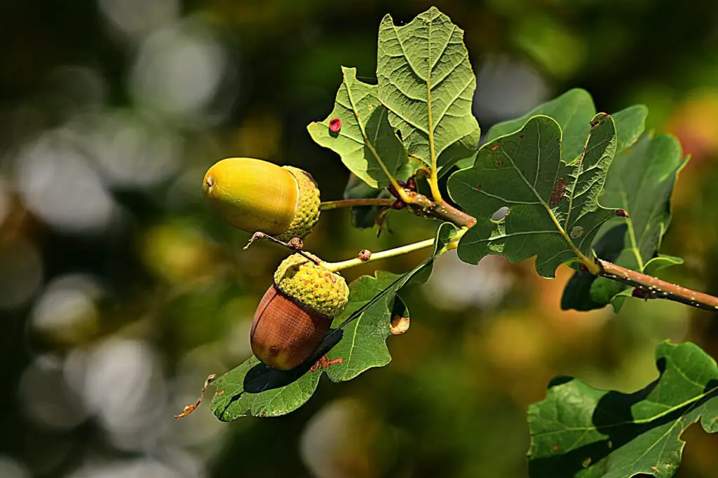 Oak Tree Bloom Cycle Understanding Pollination and Timing