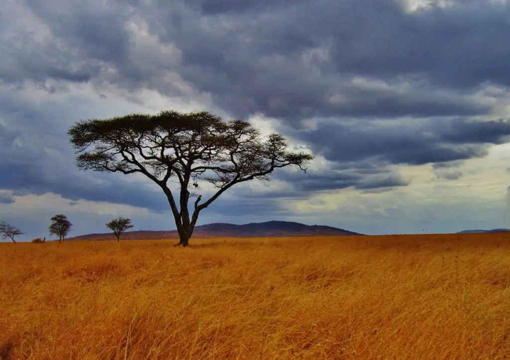 Planting an Acacia Tree Choosing the Right Species and Location