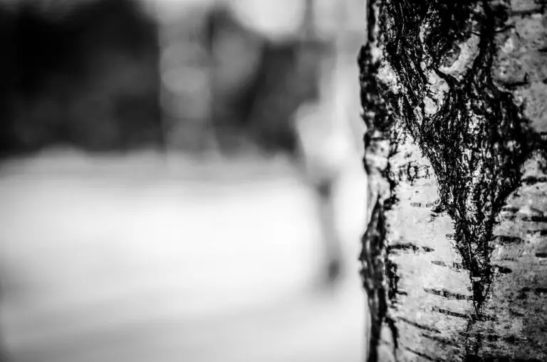 Saving a Dying Birch Tree Identifying Diseases and Solutions