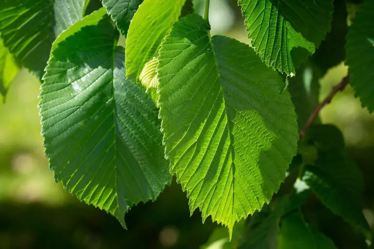 Geographical Range of Elm Trees Identifying Native Habitats