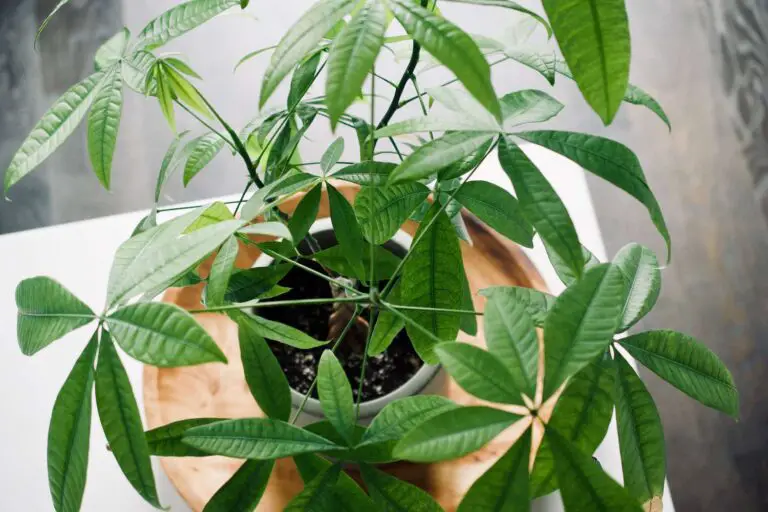 Money Tree Meaning: Symbolism And Benefits In Different Cultures