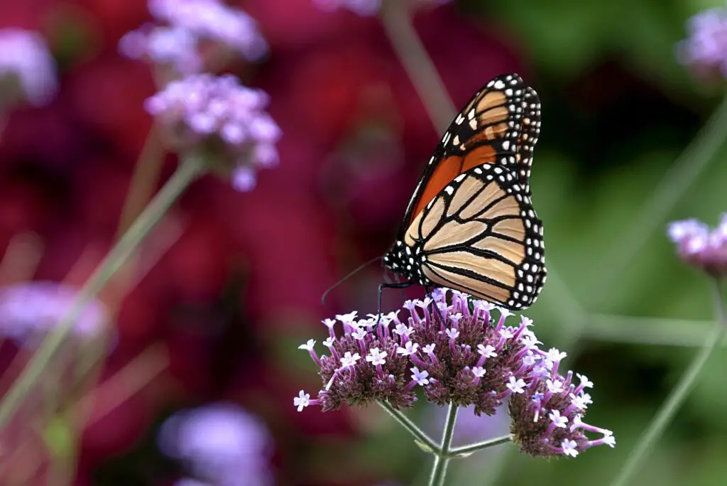 Monarch Butterfly Self: Complete Guide to Its Defense Mechanisms