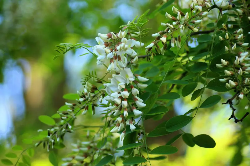 Symbiotic Relationship Acacia Trees and Ant Species