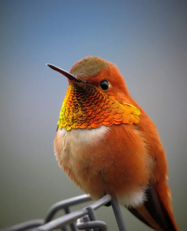 Why Hummingbirds Can Hover Wing Structure and Aerodynamics