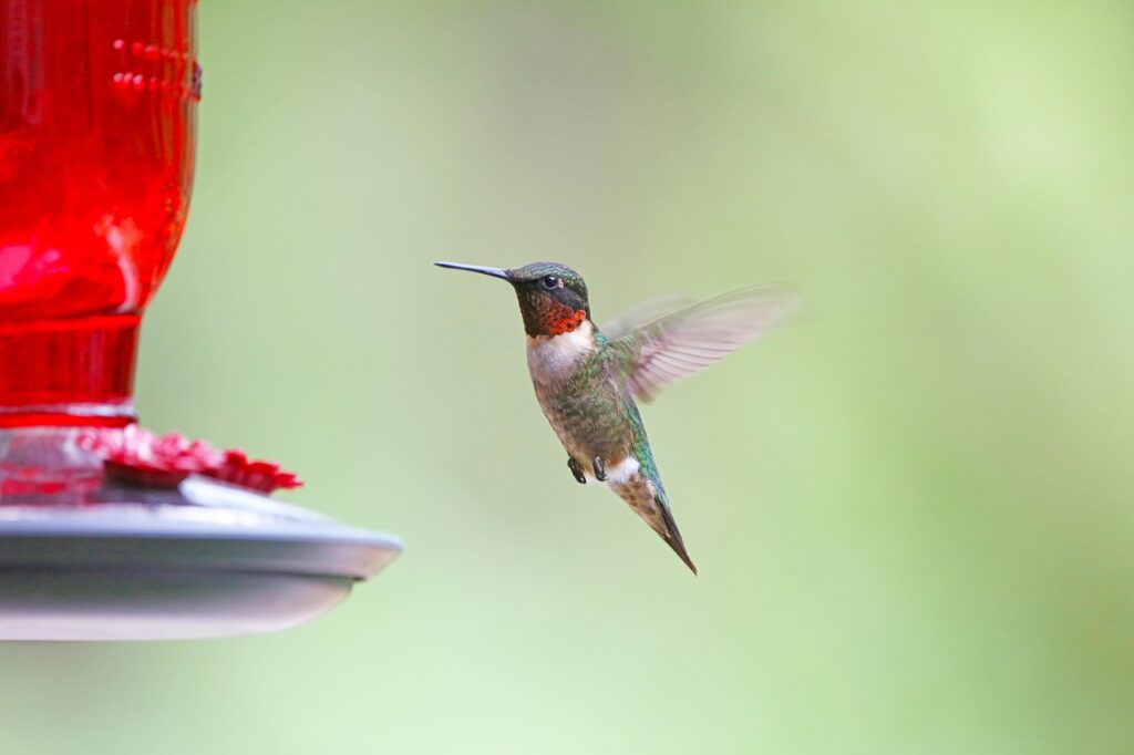 Why Hummingbirds Can Hover Wing Structure and Aerodynamics