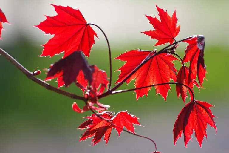 Trees That Resemble Maple Trees Identification Tips