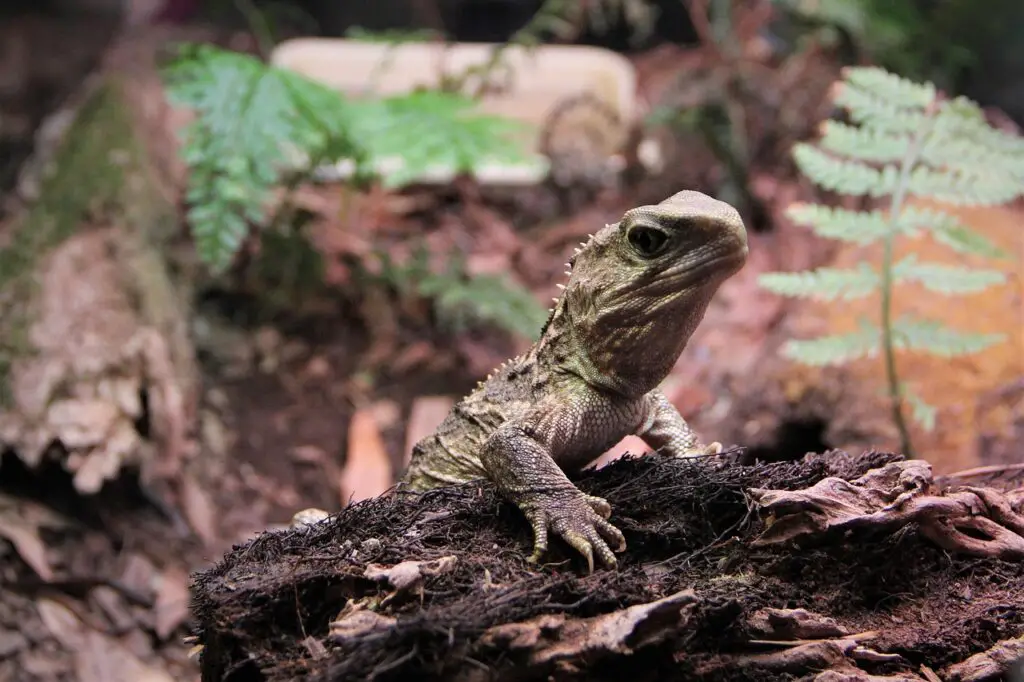 Tuataras Biome Climate and Vegetation of Their Habitat