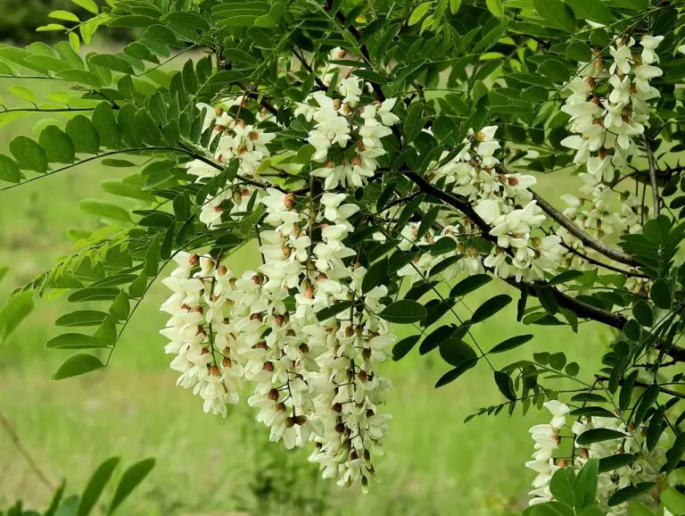 Versatile Uses of Acacia Tree Wood and Byproducts