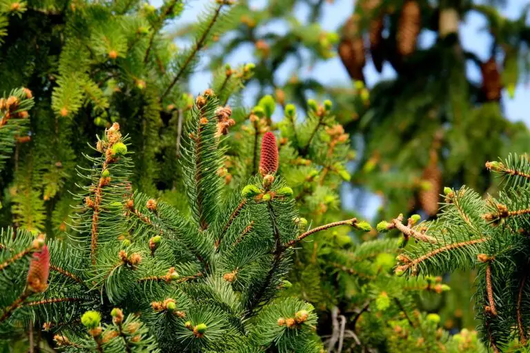 How Douglas Fir Trees Have Adapted to Their Environment