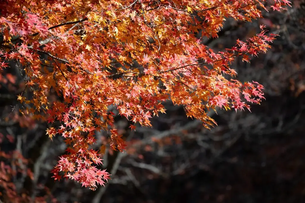 Can You Tap A Red Maple Tree For Syrup? Maple Tapping Explained