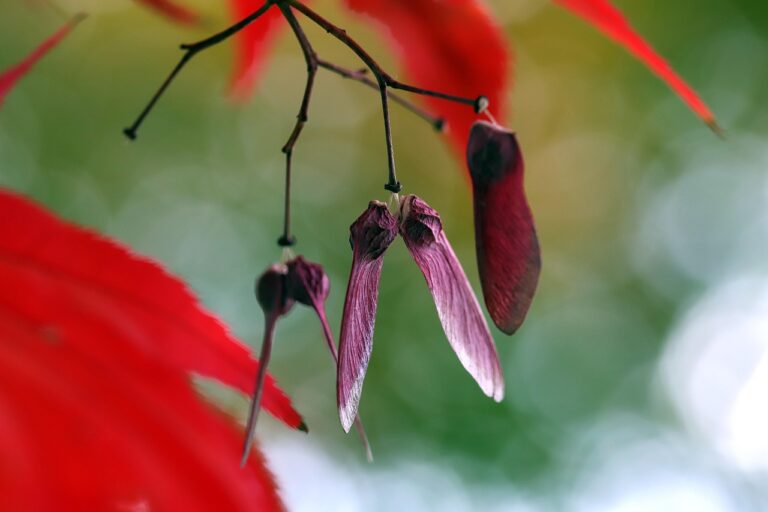 Do Red Maples Have Invasive Roots? Root Behavior Explained