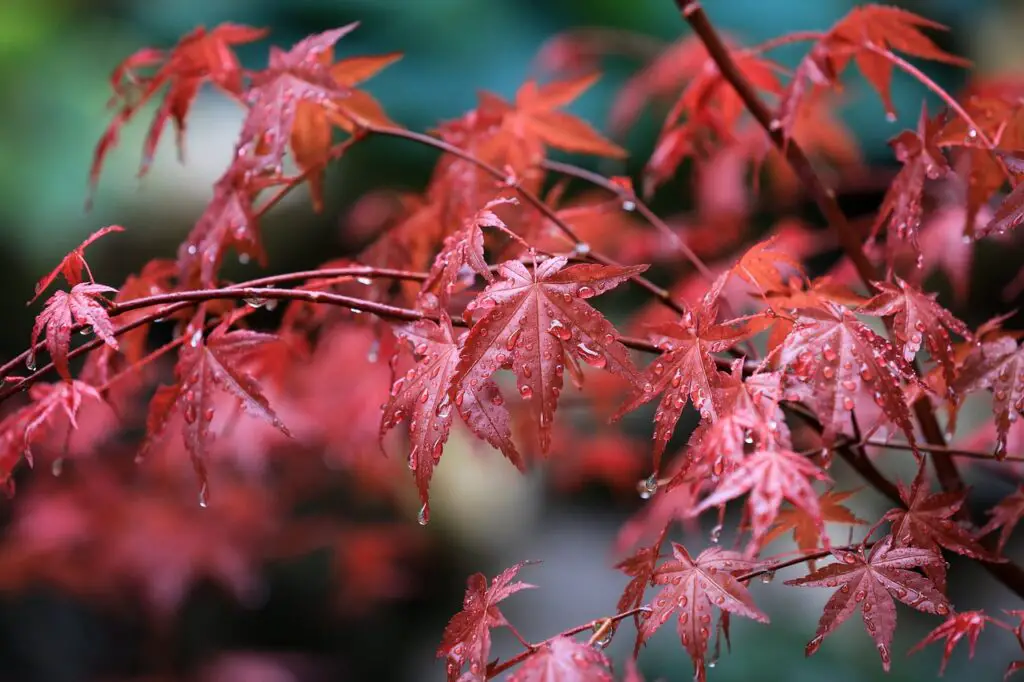 Do Red Maples Have Invasive Roots? Root Behavior Explained