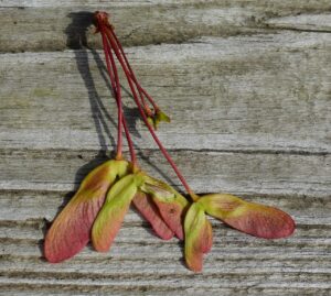 How Are Maple Seeds Dispersed? Seed Dispersal Mechanisms