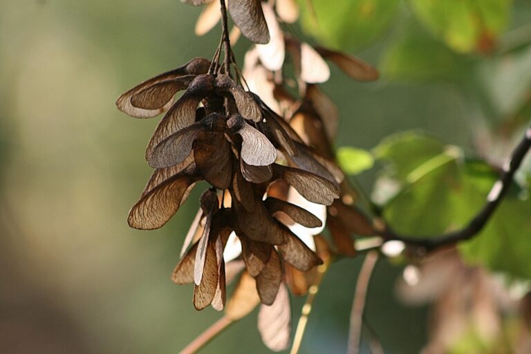 How Are Maple Seeds Dispersed? Seed Dispersal Mechanisms