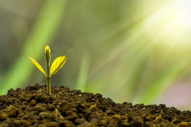Money Tree Meaning: Symbolism And Benefits In Different Cultures