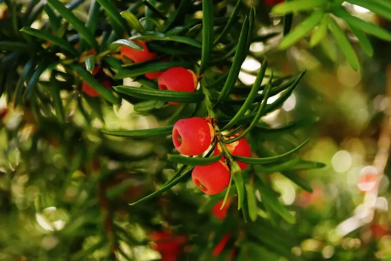 Yew Tree: The Complete Guide to Care, Toxicity & Cultural Significance