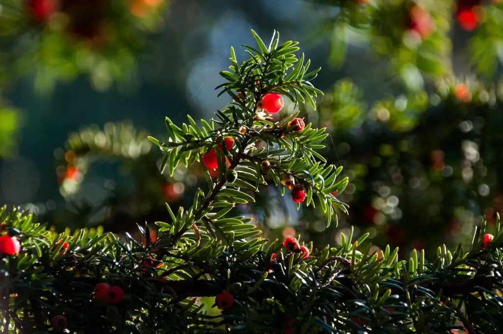 Yew Tree: The Complete Guide to Care, Toxicity & Cultural Significance