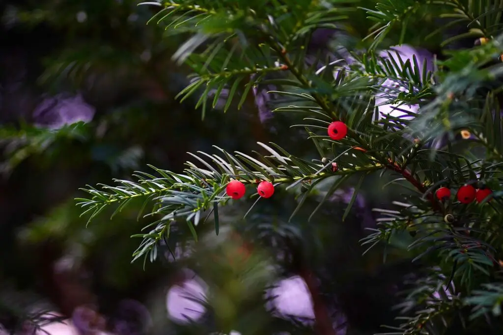 What Is a Yew Tree and Why Is It Important?