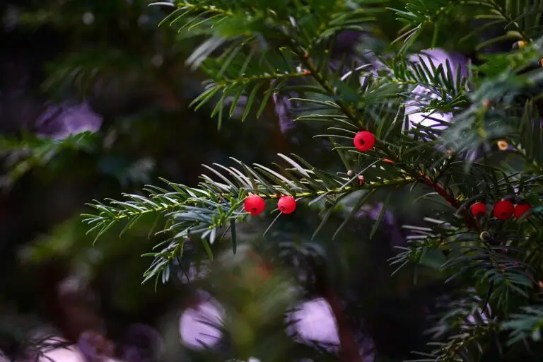 Yew Tree: The Complete Guide to Care, Toxicity & Cultural Significance