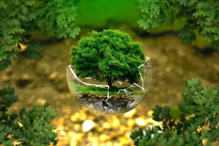 What Is the Tree of Life’s Importance in Christian Religious Teachings?