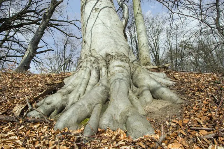 How Do Tree Roots Help Anchor and Sustain the Entire Tree's Growth?