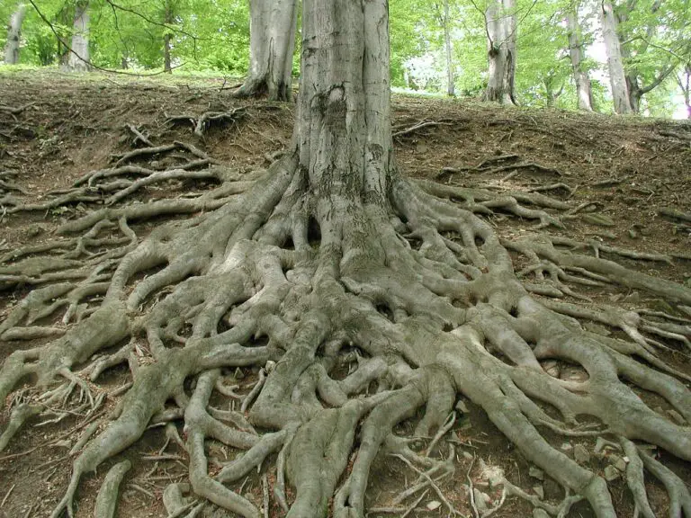 How Do Tree Roots Help Anchor and Sustain the Entire Tree's Growth?