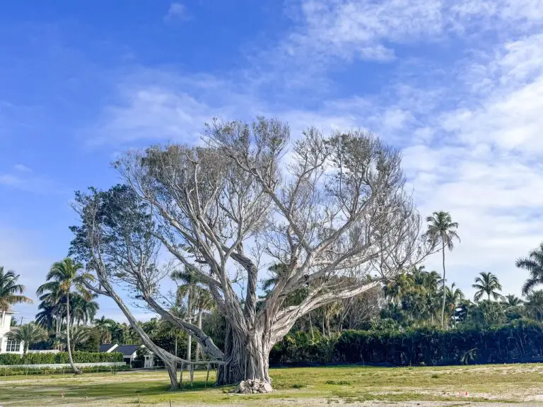 What Are the Unique Banyan Tree Meanings in Traditional Hindi Culture?