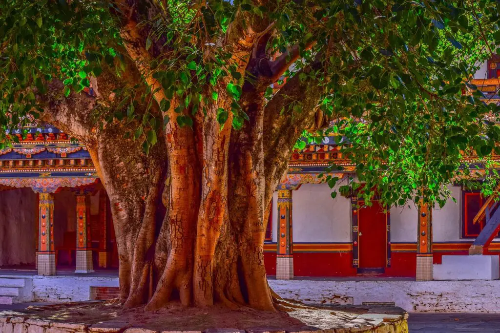 What Are the Unique Banyan Tree Meanings in Traditional Hindi Culture?