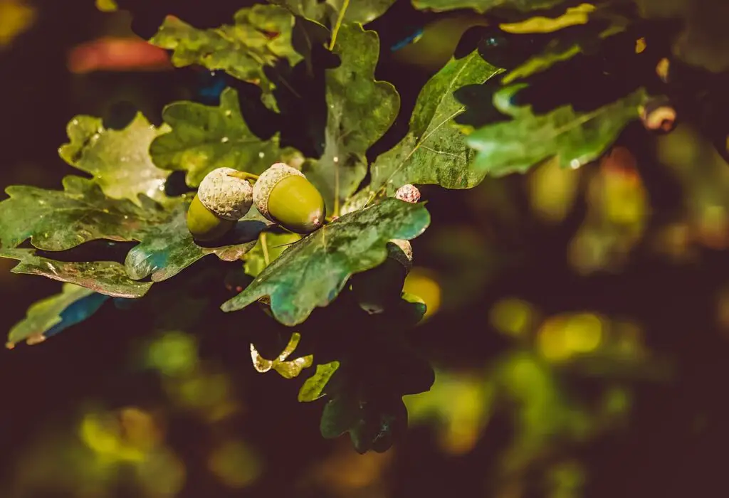 Oak Tree Growth Rate Guide: 13 Proven Tips