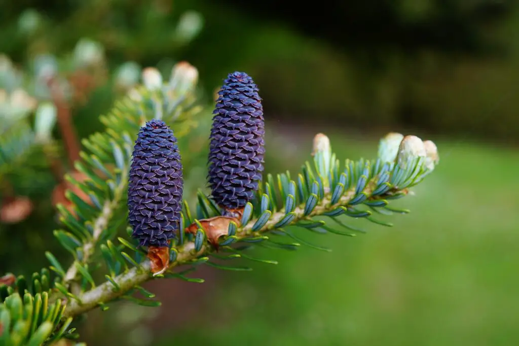 Pine Tree Growth Rate Chart and Growing Season Tips