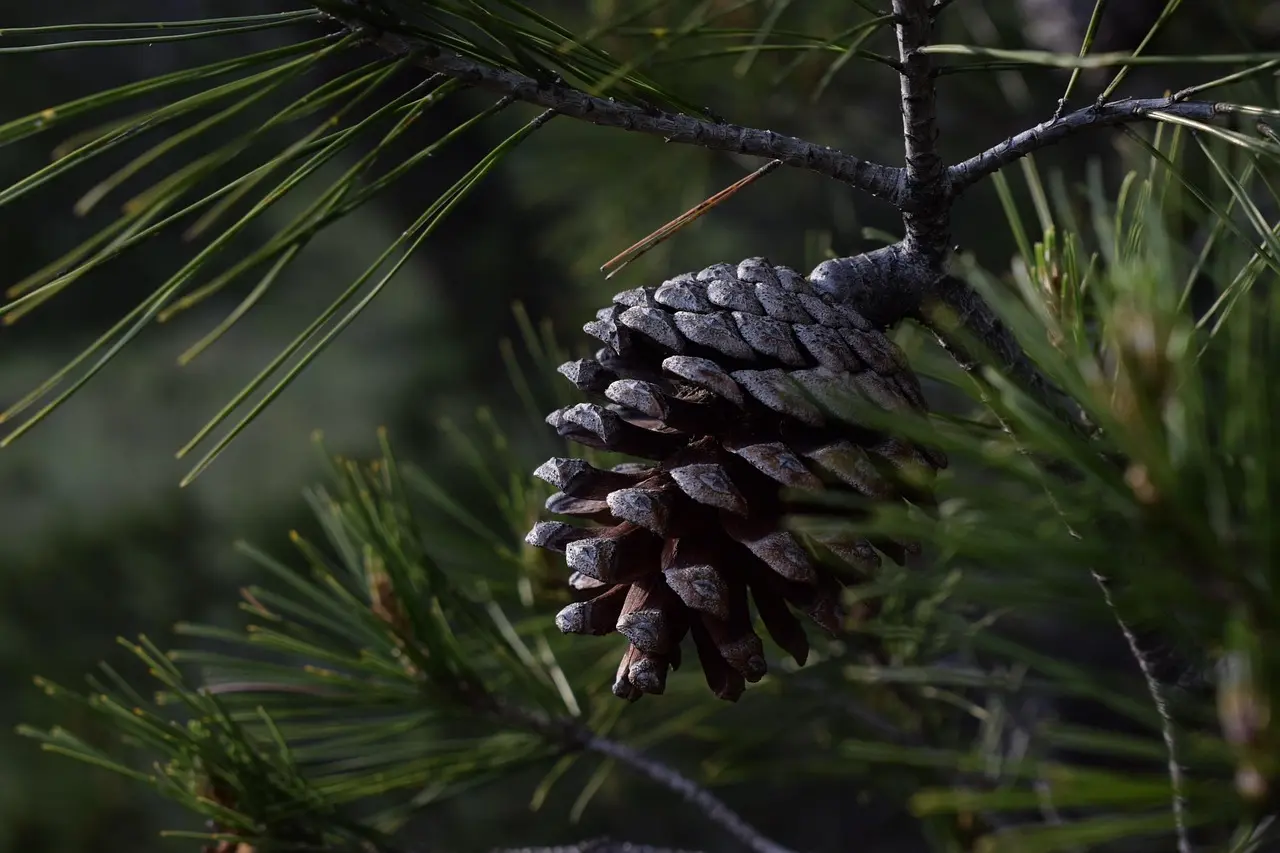 Pine Tree Growth Rate Chart and Growing Season Tips