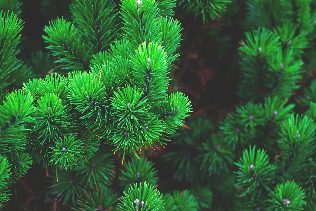 Pine Tree Growth Rate Chart and Growing Season Tips