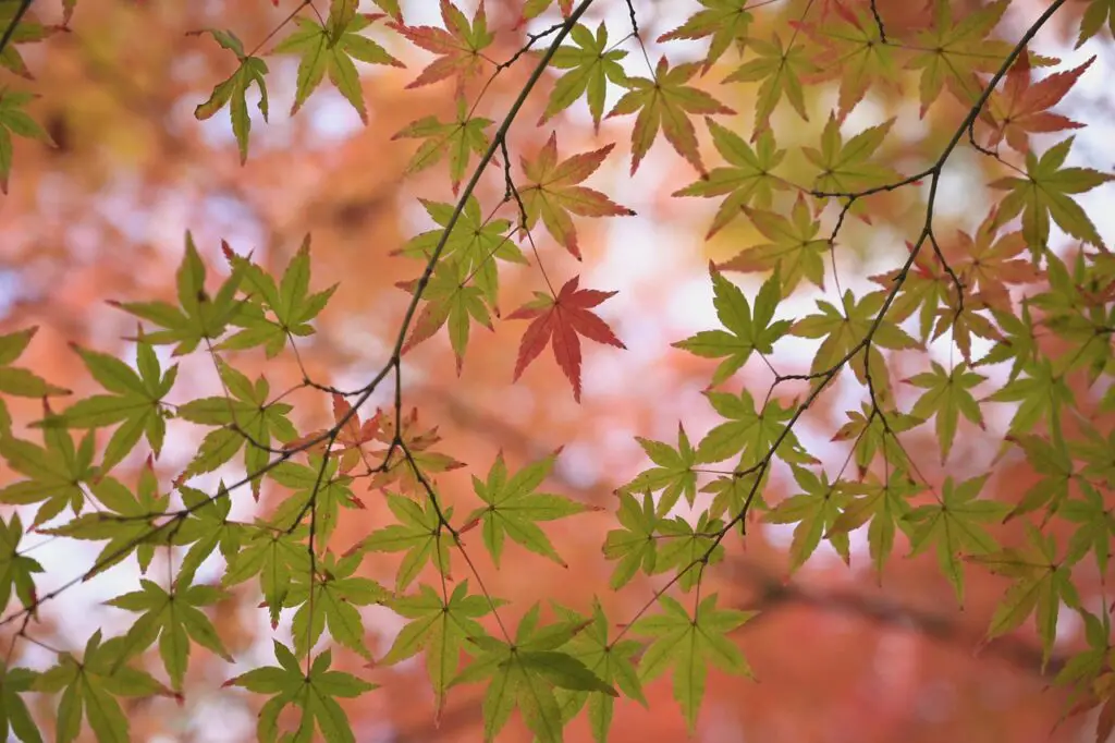 Maple Tree Growth Rate Information and Seasonal Variations