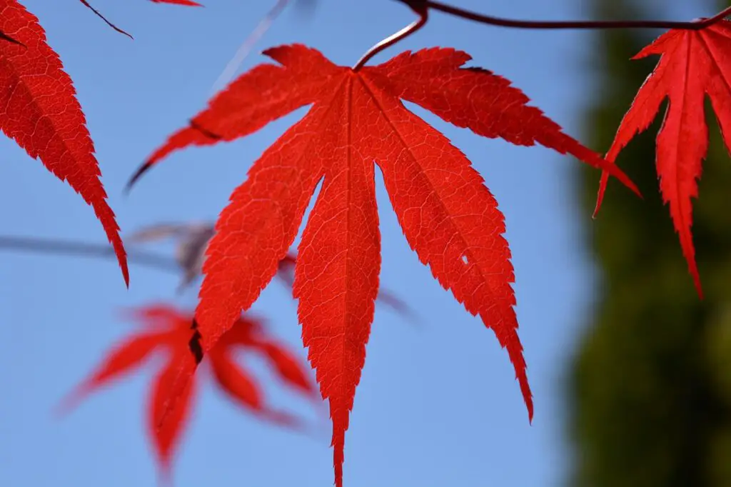 Top 10 Essential Tips to Maximize Red Maple Tree Growth and Care