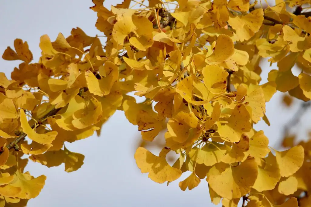10 Essential Tips to Maximize Ginkgo Tree Growth and Health in Your Garden