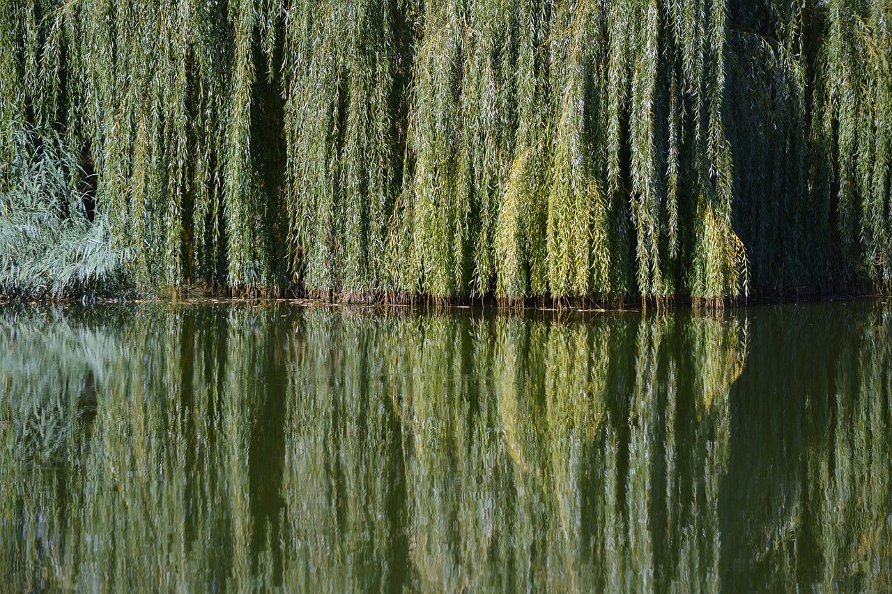Top 10 Facts About Willow Tree Growth Rates Across Climate Zones