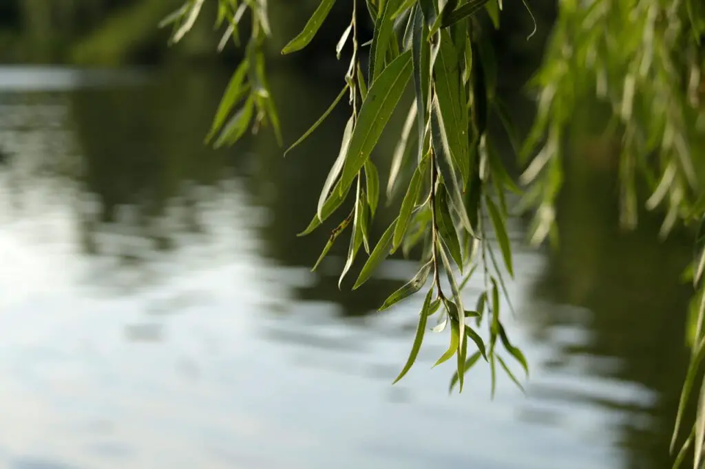 Top 10 Facts About Willow Tree Growth Rates Across Climate Zones