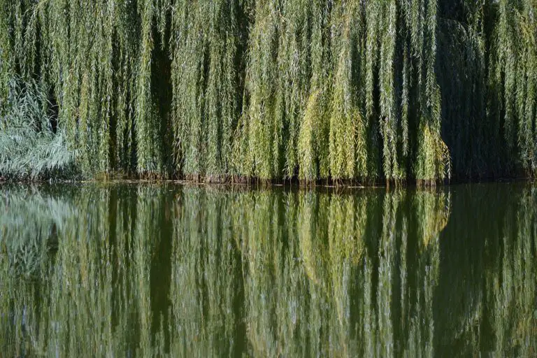 Top 10 Facts About Willow Tree Growth Rates Across Climate Zones