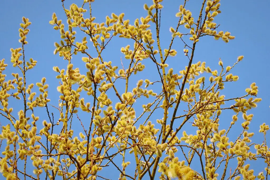 Top 10 Facts About Willow Tree Growth Rates Across Climate Zones