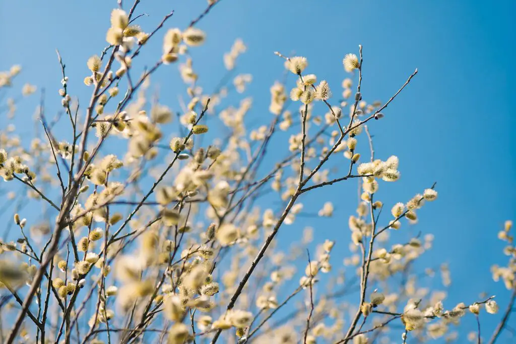 Top 10 Facts About Willow Tree Growth Rates Across Climate Zones
