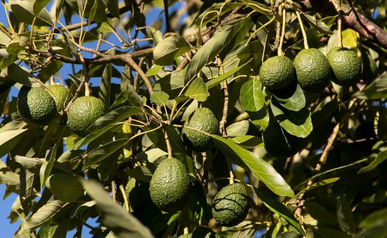 Top 10 Expert Tips to Accelerate Your Homegrown Avocado Tree Growth