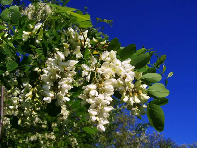 Acacia Tree Growth Rate Fast Facts for Sustainable Planting