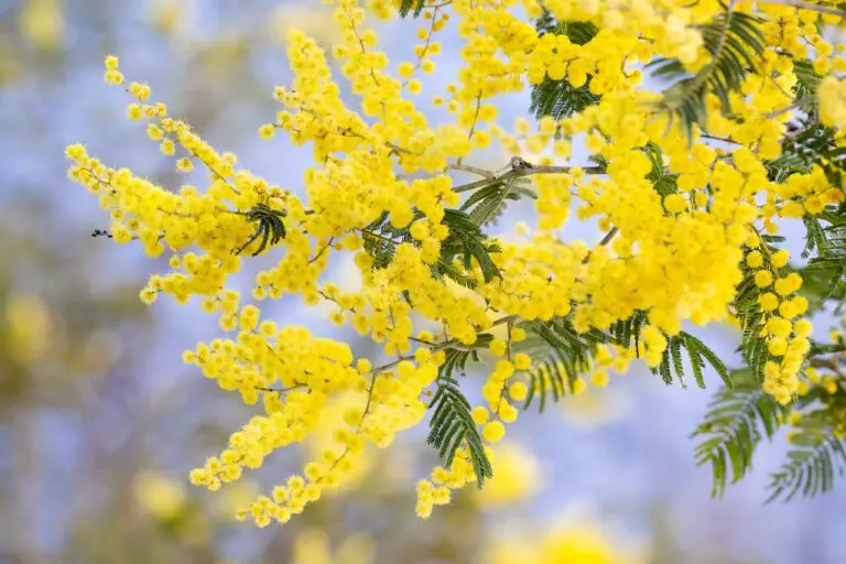 Acacia Tree Growth Rate Fast Facts for Sustainable Planting