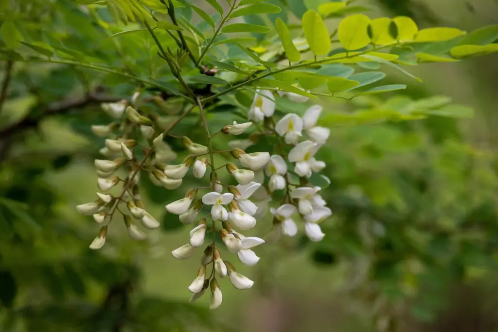 Acacia Tree Growth Rate Fast Facts for Sustainable Planting