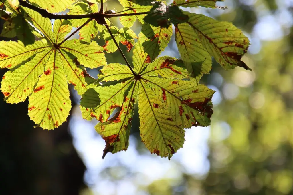 Chestnut Tree Growth Rate By Year for Nut Harvest