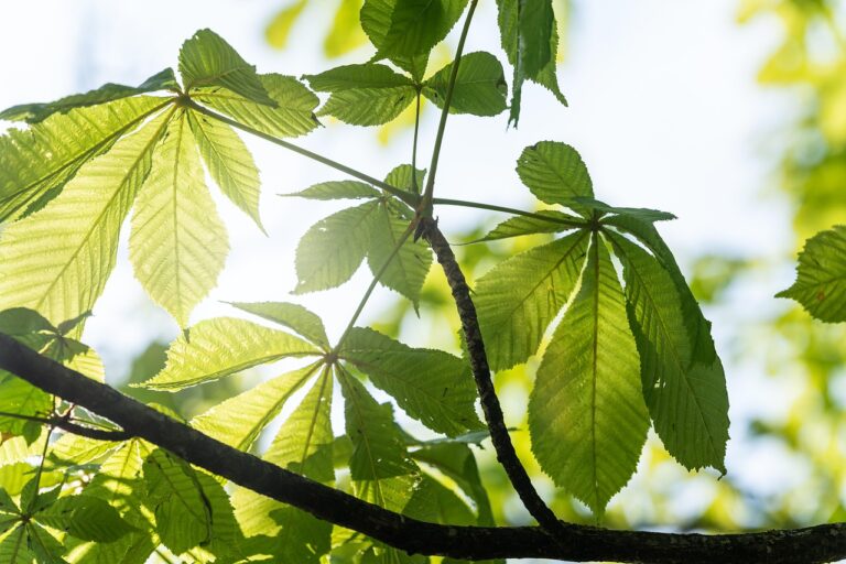Chestnut Tree Growth Rate By Year for Nut Harvest