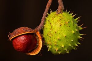 Chestnut Tree Growth Rate By Year for Nut Harvest