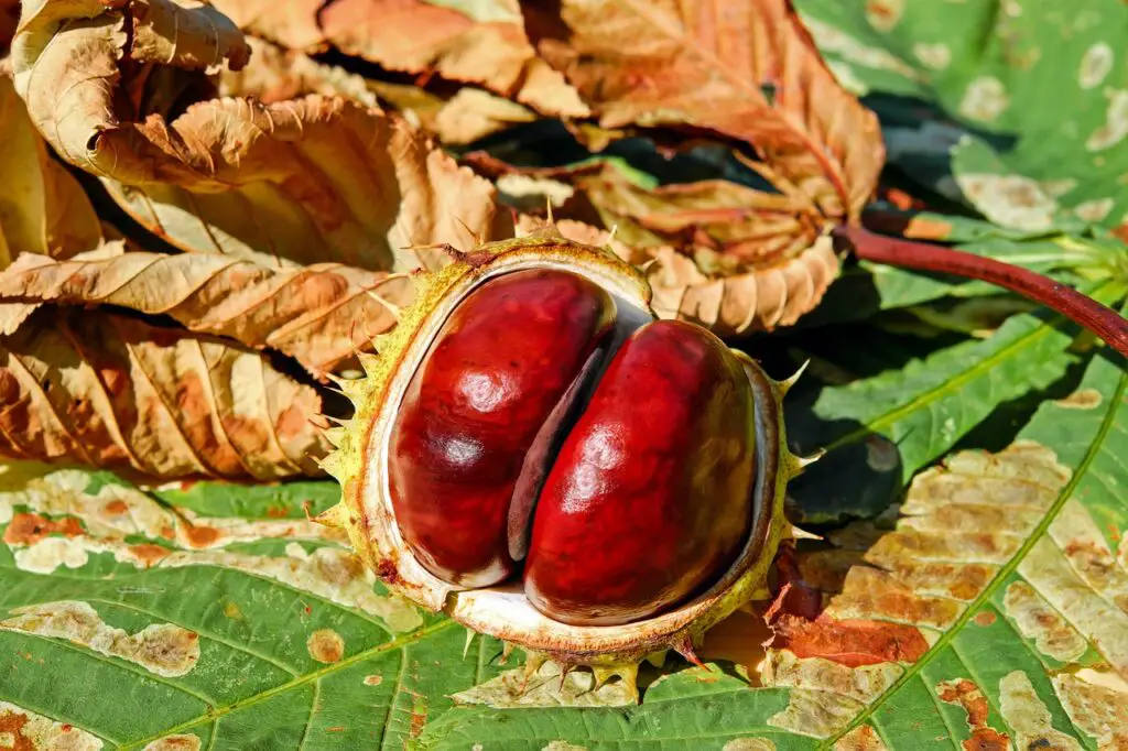 Chestnut Tree Growth Rate By Year for Nut Harvest
