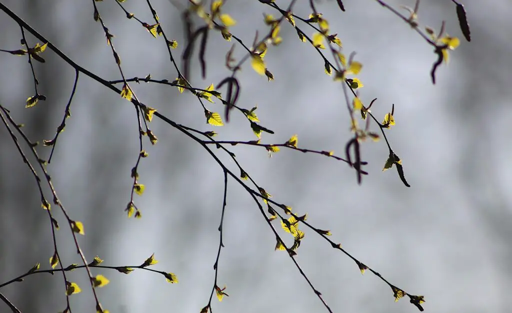 Birch Tree Growth Rate in Woodland and Landscape Settings