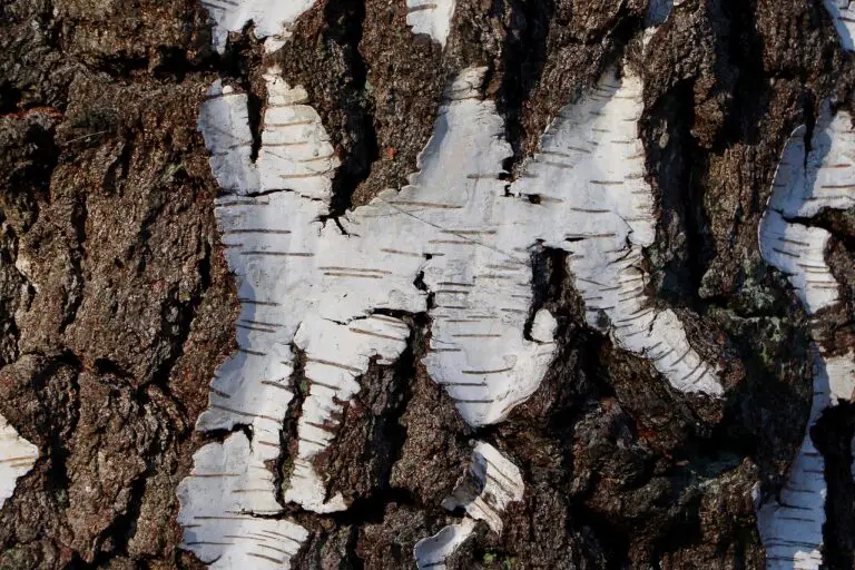 Birch Tree Growth Rate in Woodland and Landscape Settings